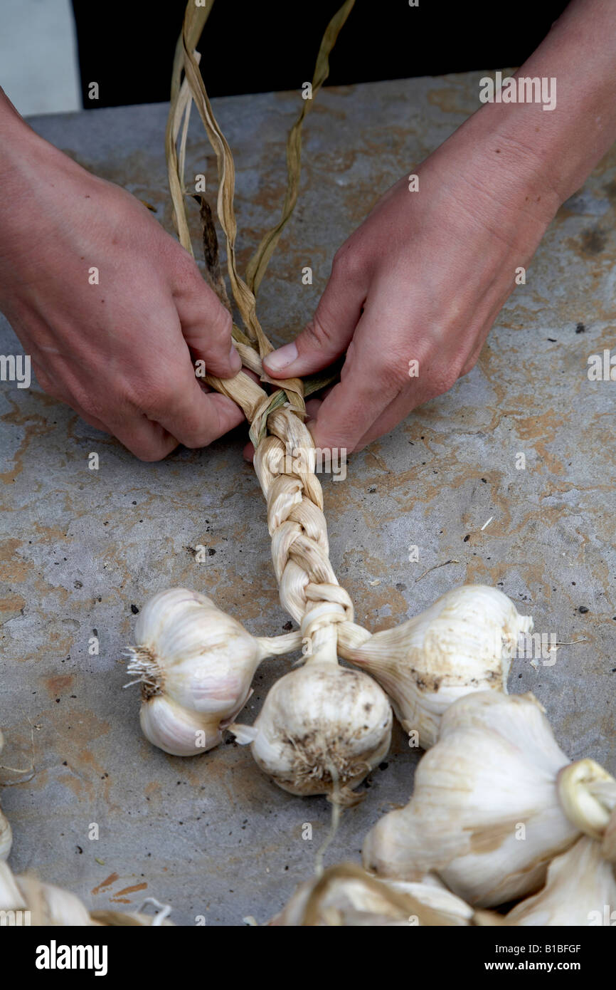 Self Grown Garlic High Resolution Stock Photography and Images - Alamy