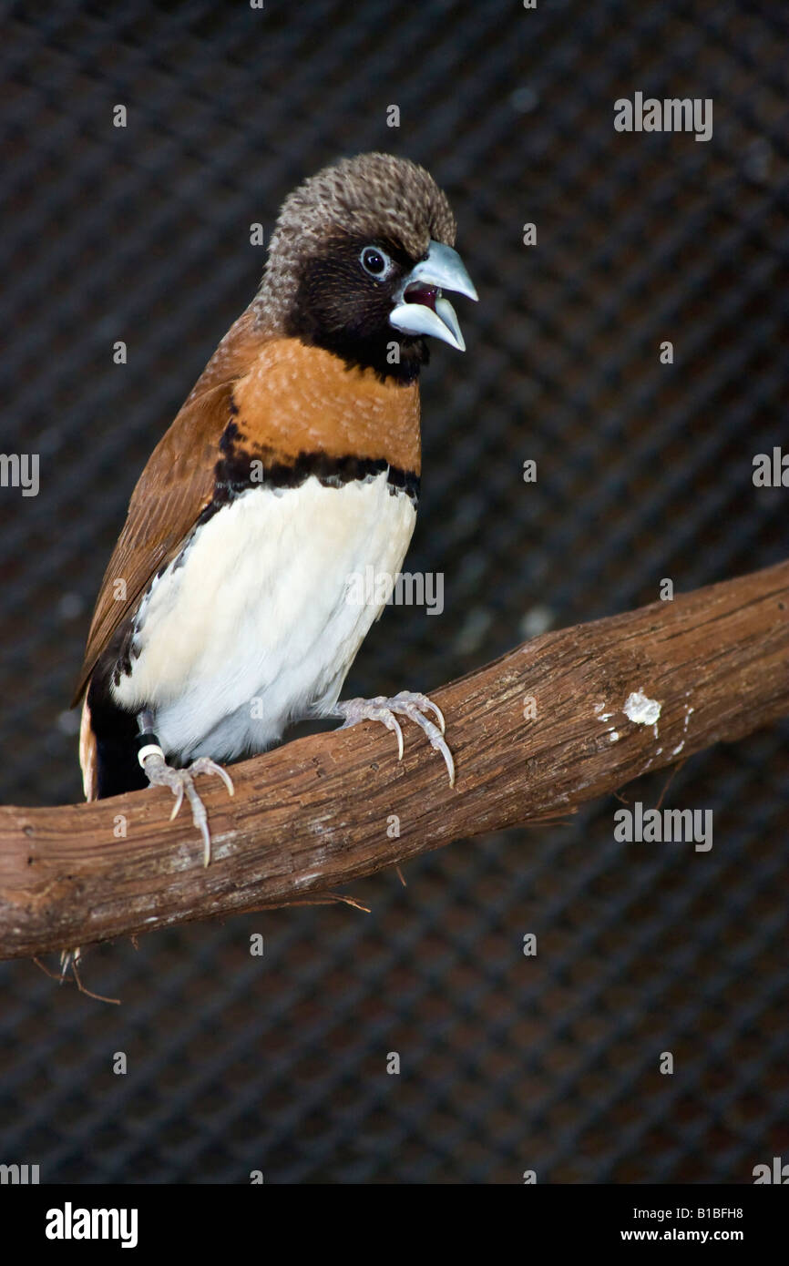 Lonchura castaneothorax hi-res stock photography and images - Alamy