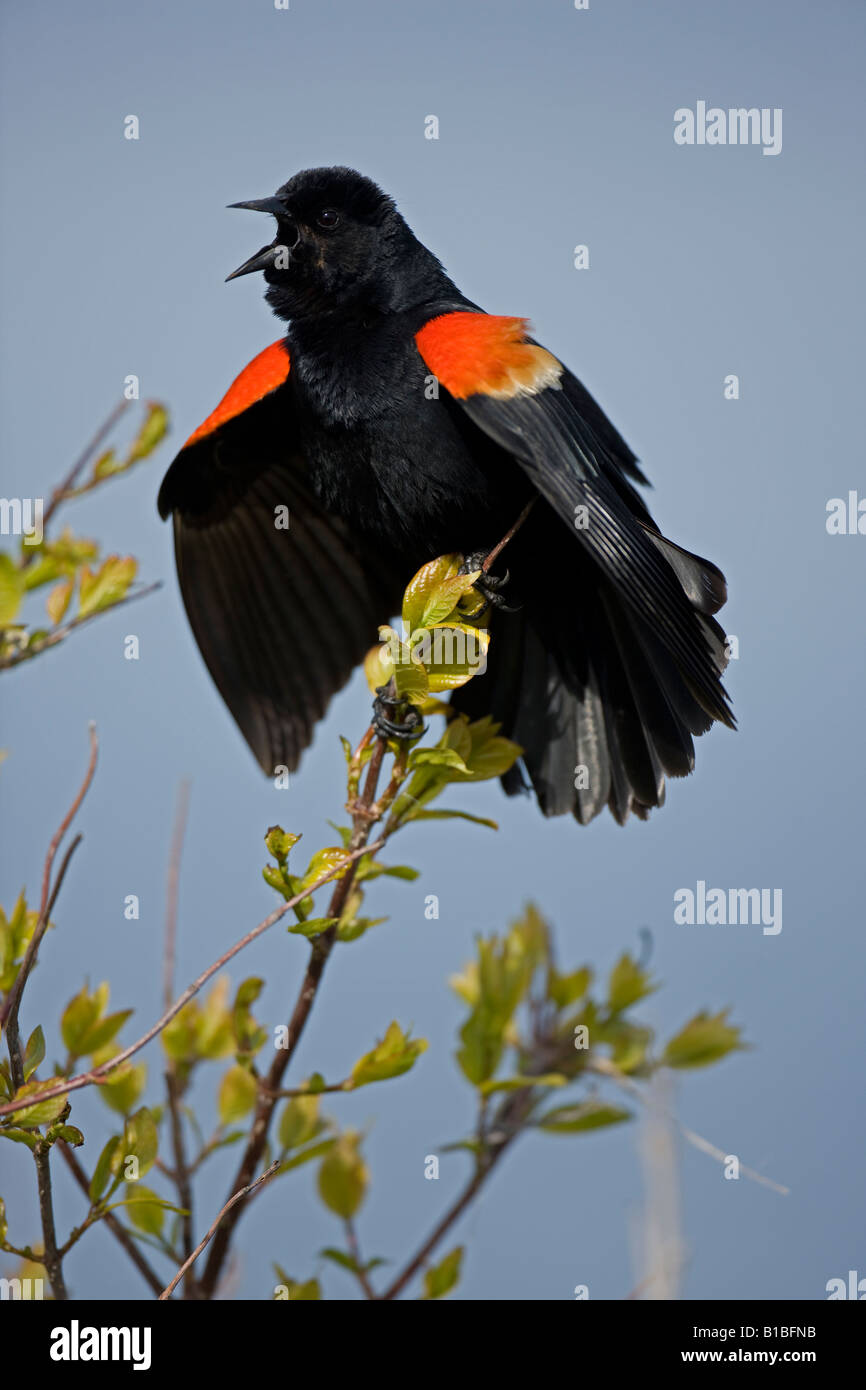 Red-winged Blackbird (Agelaius phoeniceus) - Male - New York - Calling ...