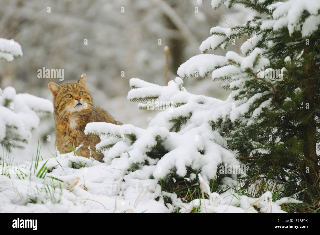 wildcat in snow / Felis silvestris Stock Photo - Alamy