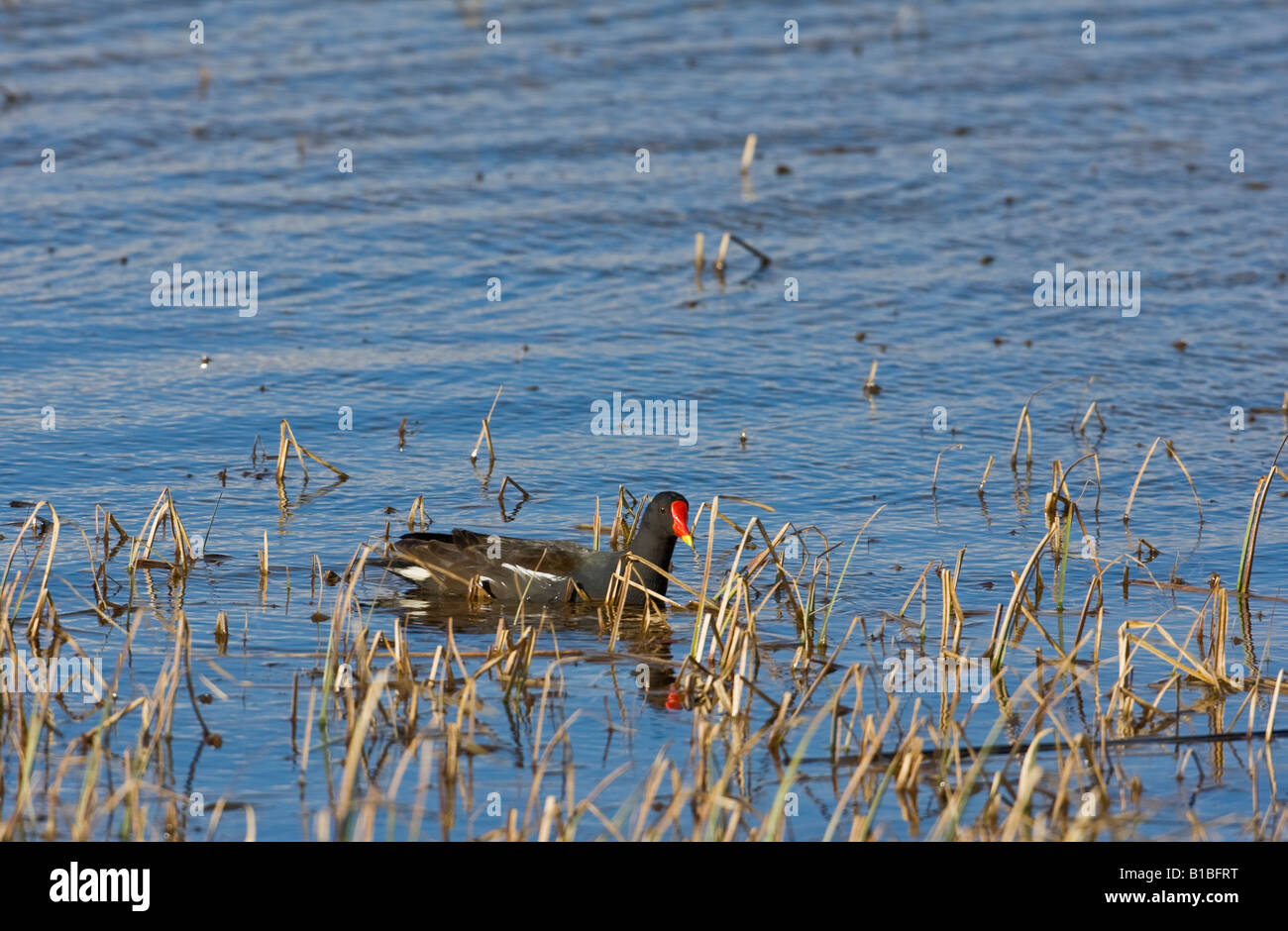 Moorhen (Gallinula chloropus) swimming through short reeds in Scottish ...