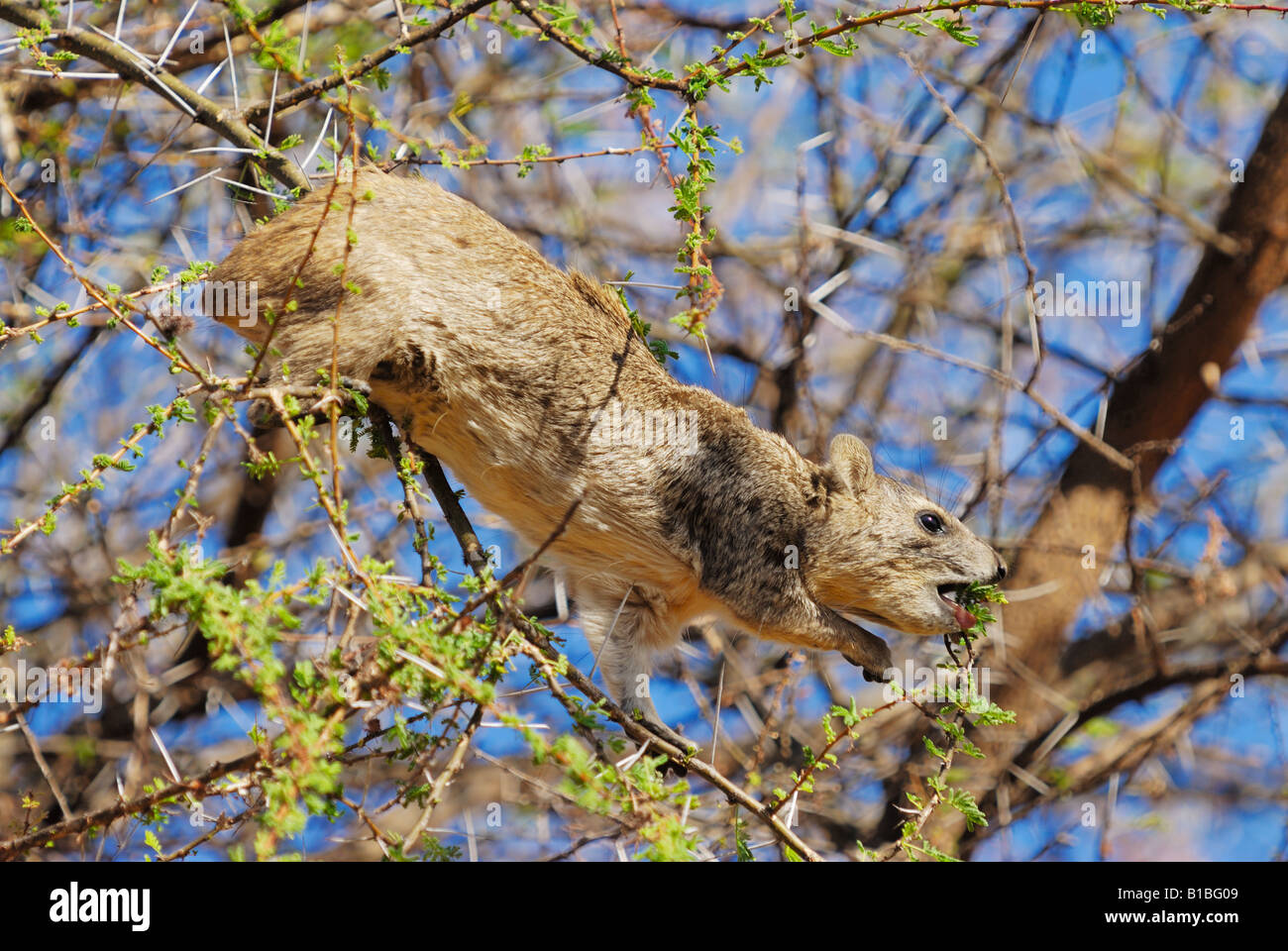 Yellow spotted hyraxes hi-res stock photography and images - Alamy