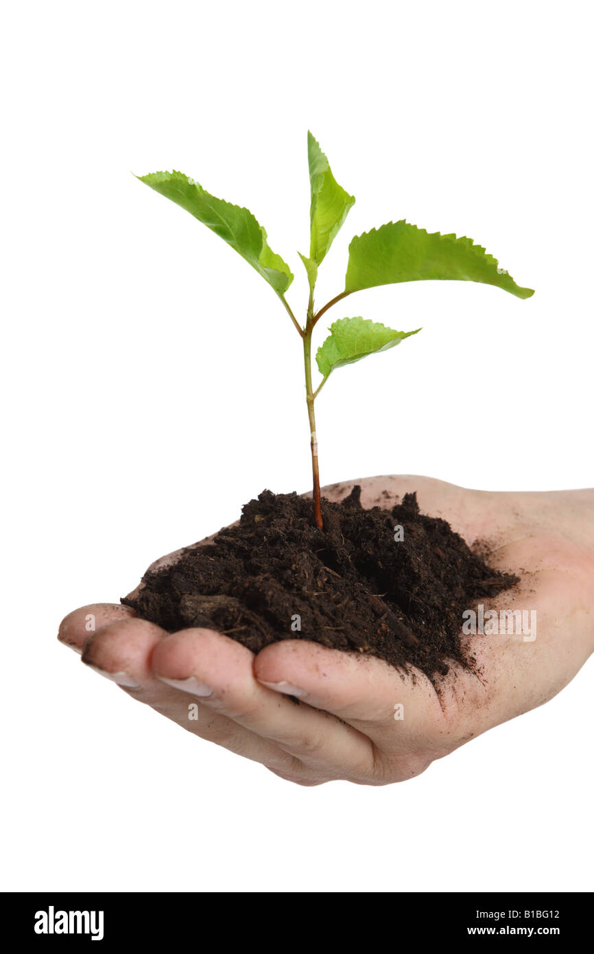 Hand holding young plant and dirt cut out on white background Stock ...