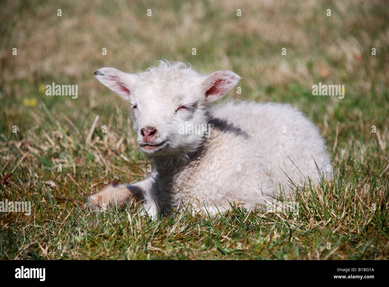 A little lamb resting on the grass Stock Photo - Alamy