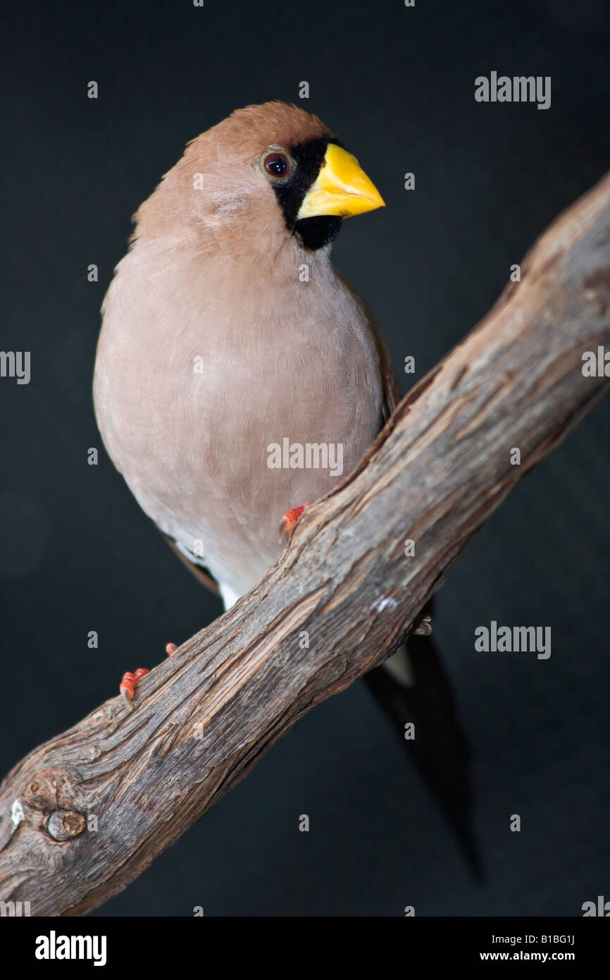 Masked Grassfinch Poephila personata a bird nobody hi-res blurry ...
