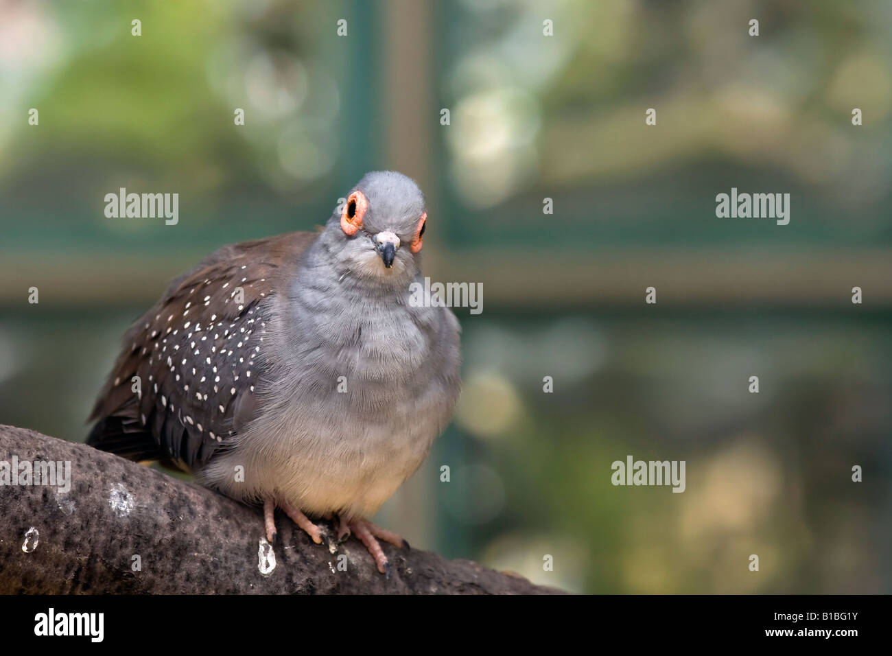 Geopelia Cuneata High Resolution Stock Photography and Images - Alamy