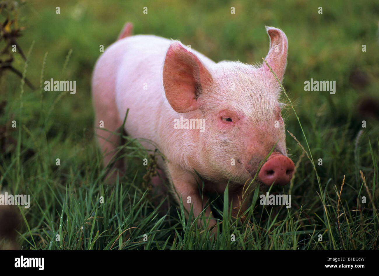 white piglet smallholding cornwall Stock Photo - Alamy