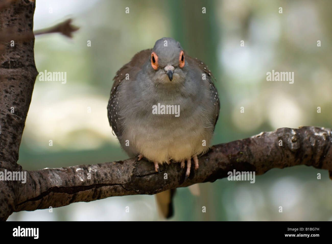Geopelia cuneata hi-res stock photography and images - Alamy