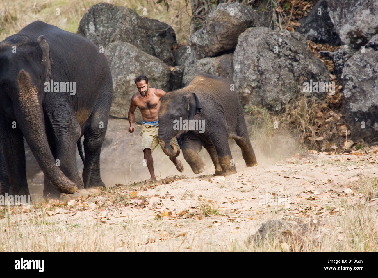 Smiling Indian Mahout, professional elephant trainer running playing ...