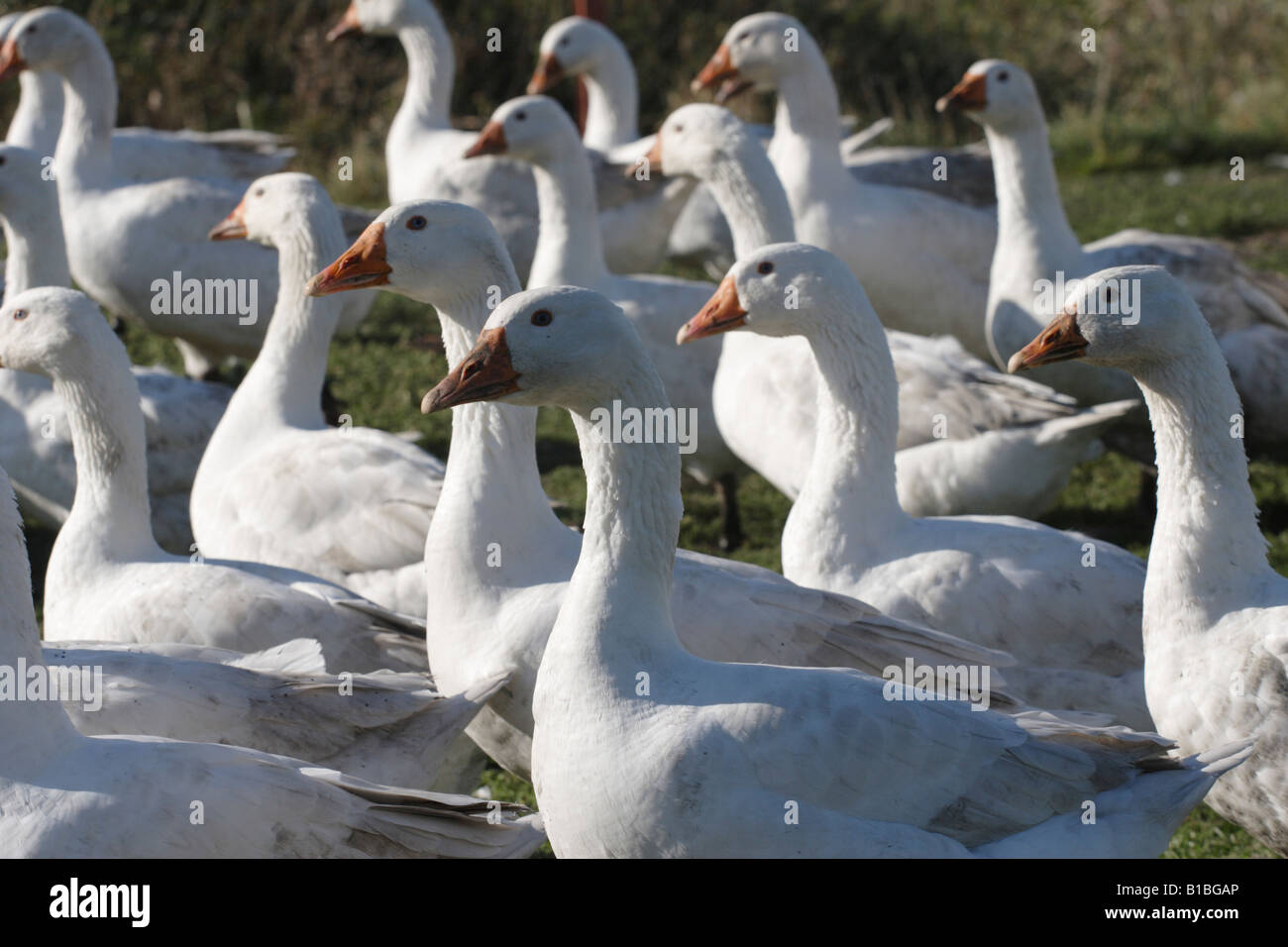 Country geese hi-res stock photography and images - Alamy