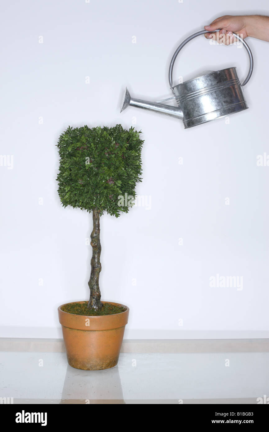 Watering tree container hi-res stock photography and images - Alamy