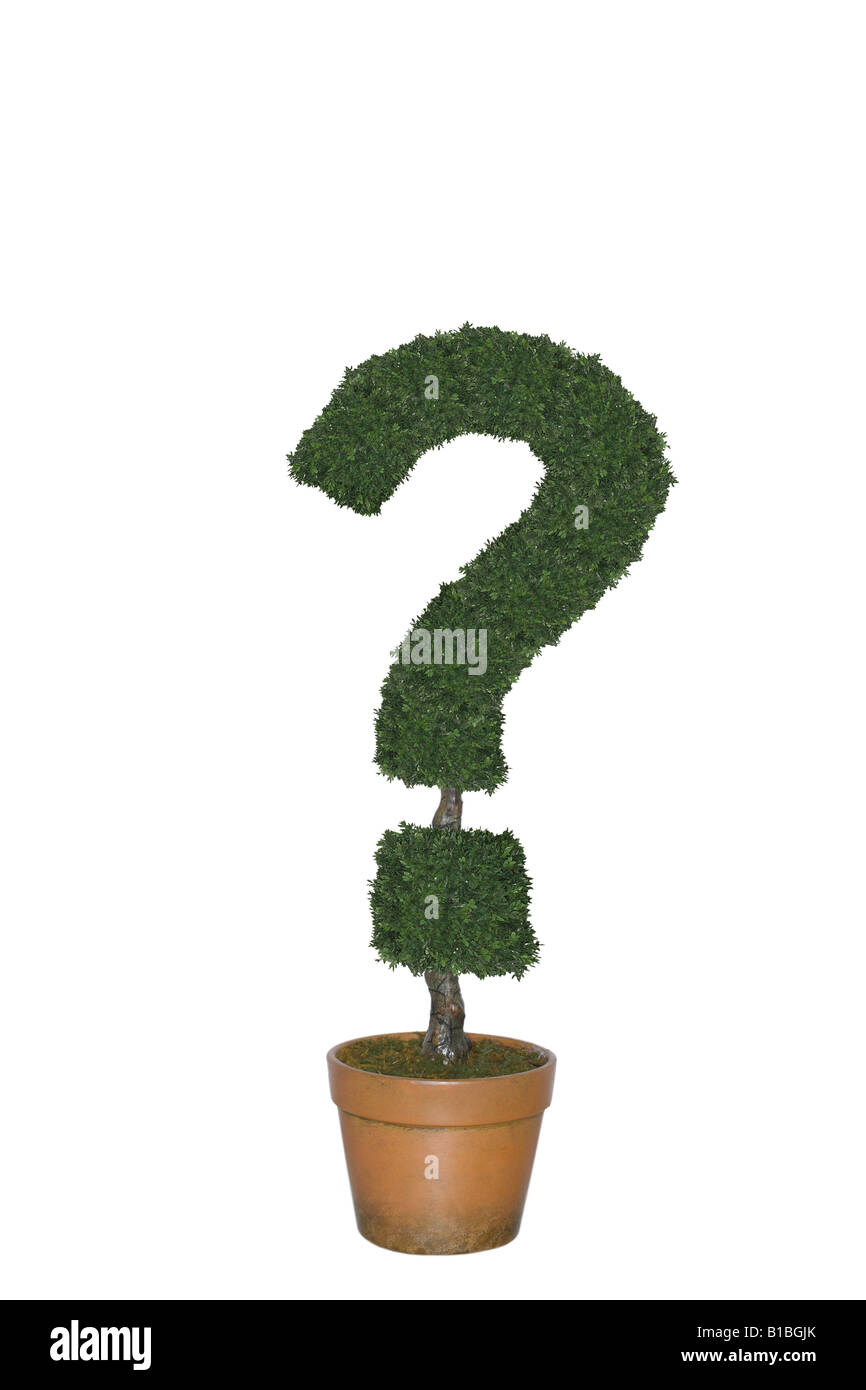 Topiary tree in shape of question mark cut out on white background ...