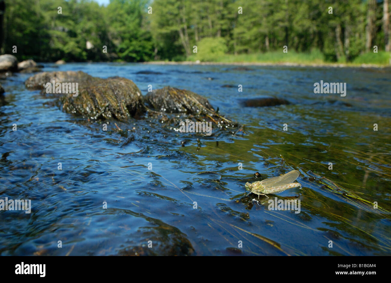 Tail hook hi-res stock photography and images - Alamy