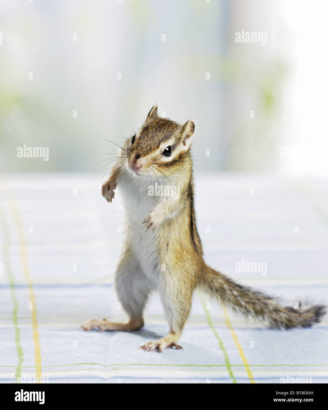 Chipmunk chipmunks adult hi-res stock photography and images - Alamy