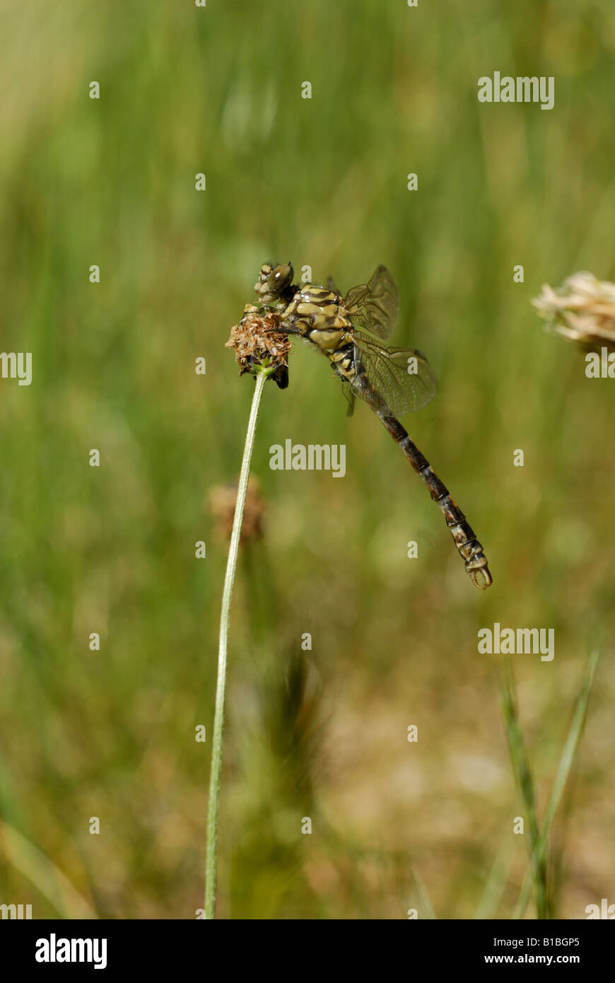 Tail hook hi-res stock photography and images - Alamy