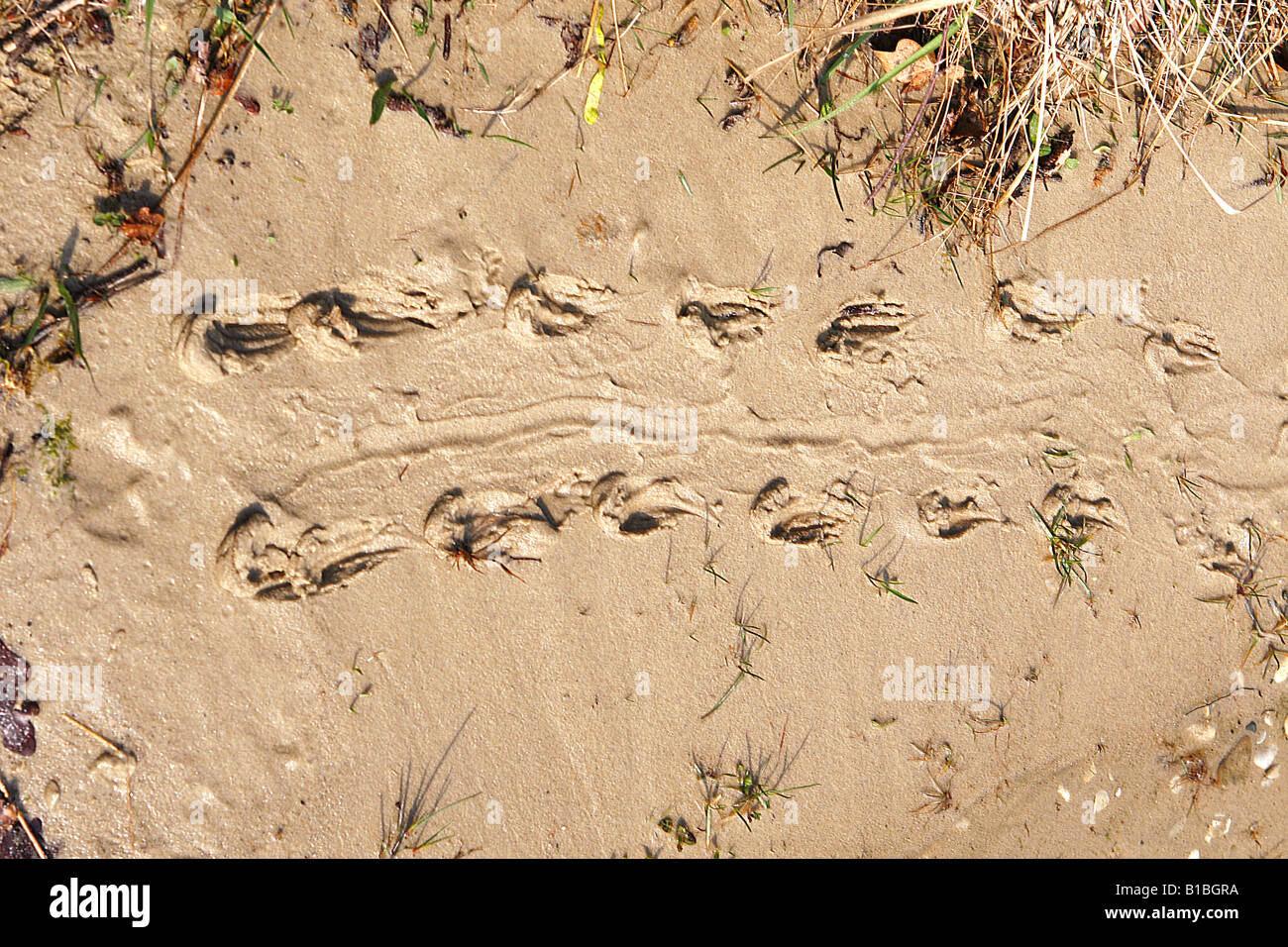 Track of a tortoise in sand hi-res stock photography and images - Alamy