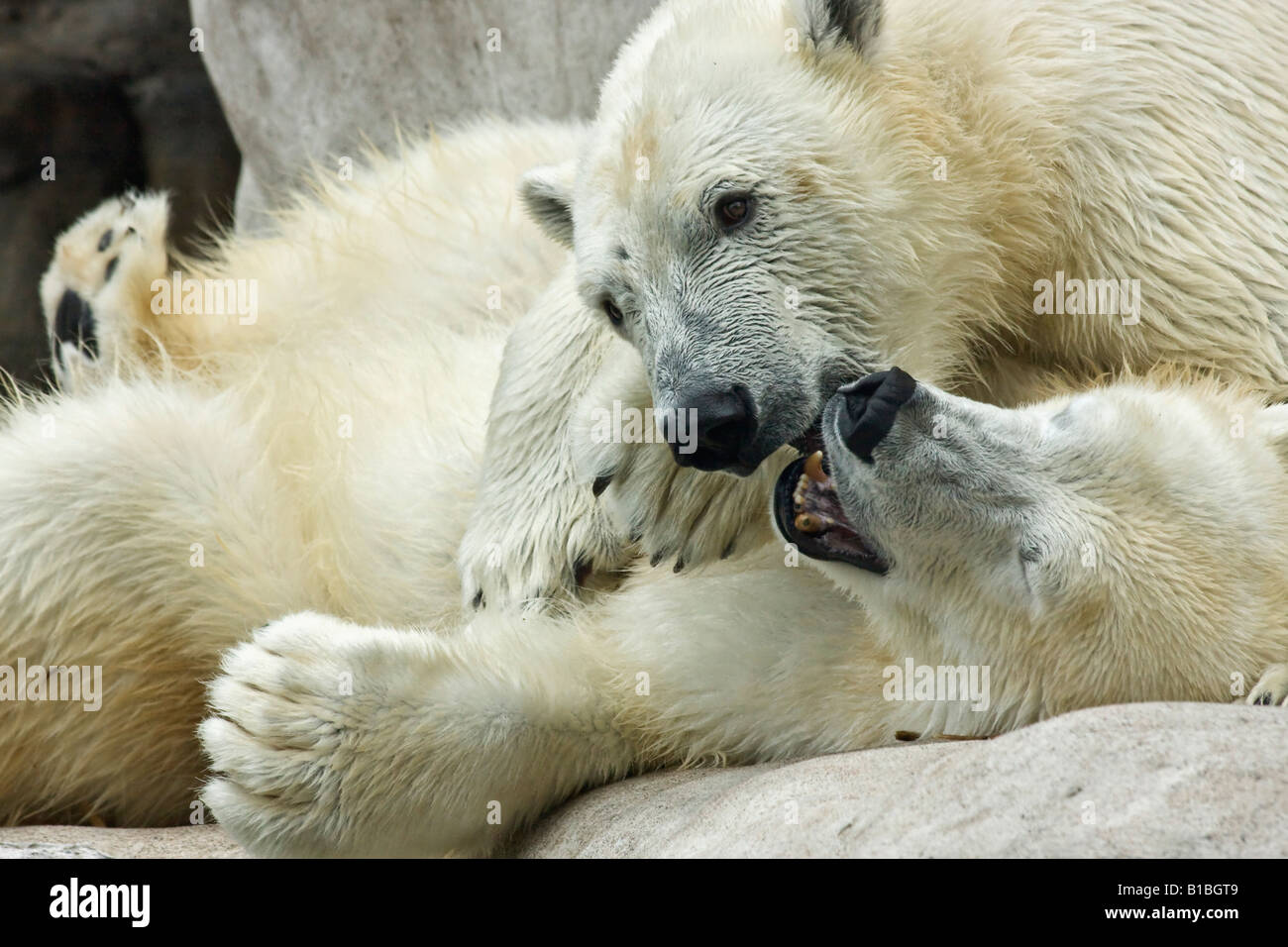 Top us zoo hi-res stock photography and images - Alamy