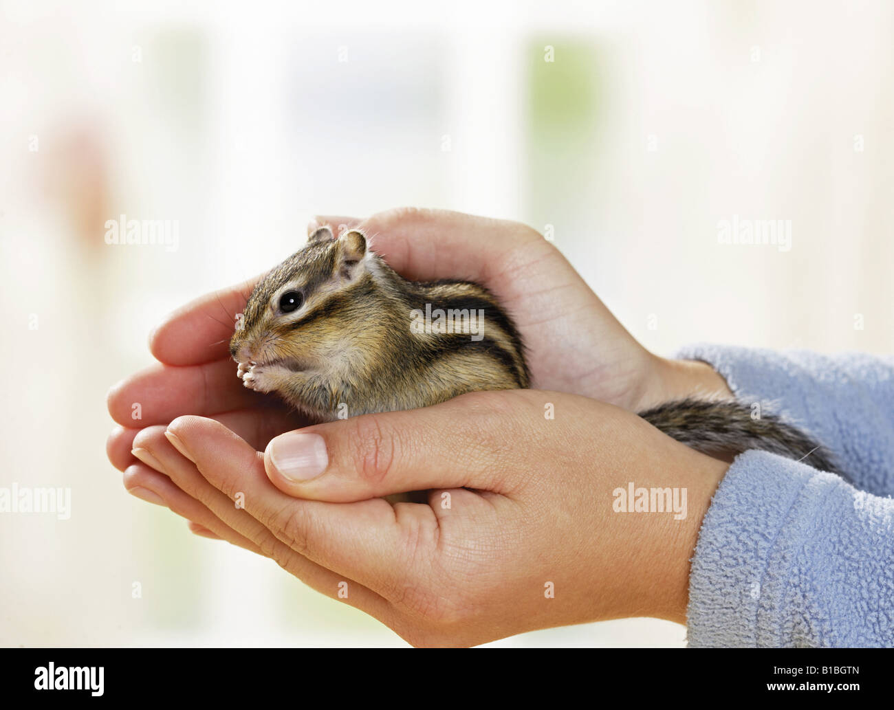 Siberian chipmunk on hand Stock Photo - Alamy