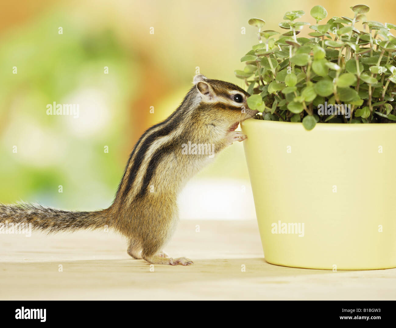 Siberian chipmunk at pot Stock Photo - Alamy