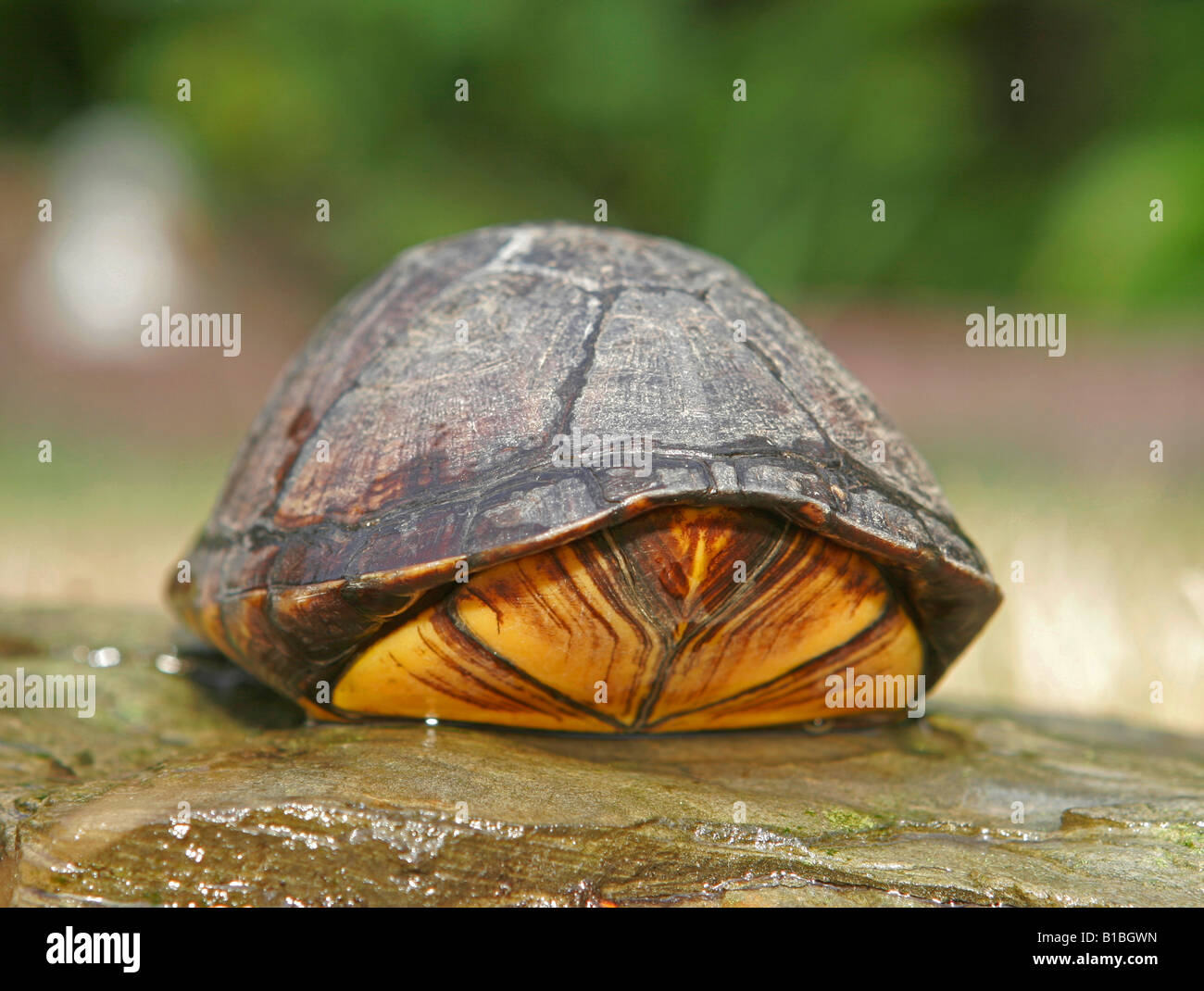 Striped Mud Turtle / Kinosternon baurii Stock Photo - Alamy