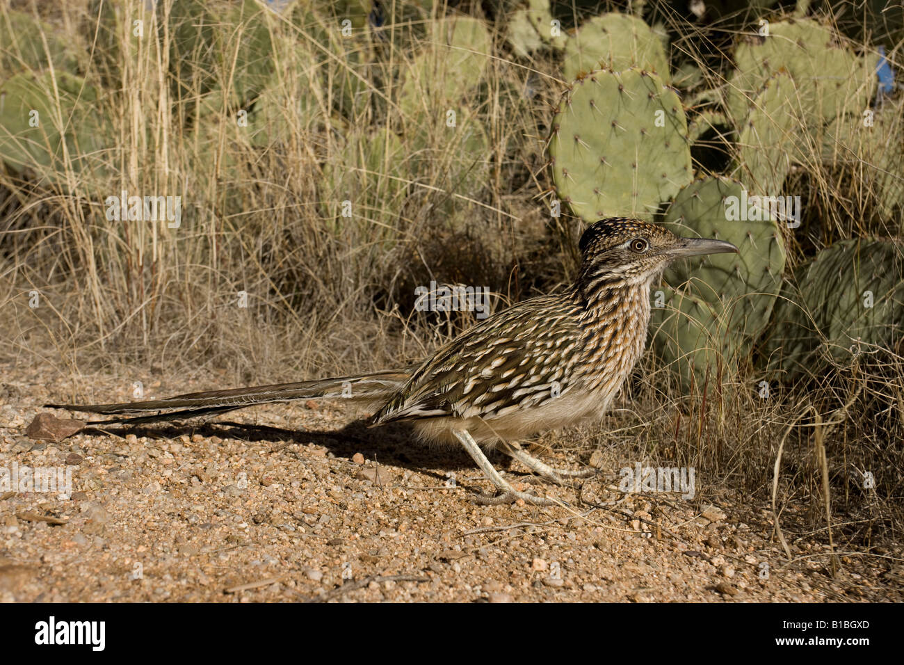 Arizona roadrunners hi-res stock photography and images - Alamy