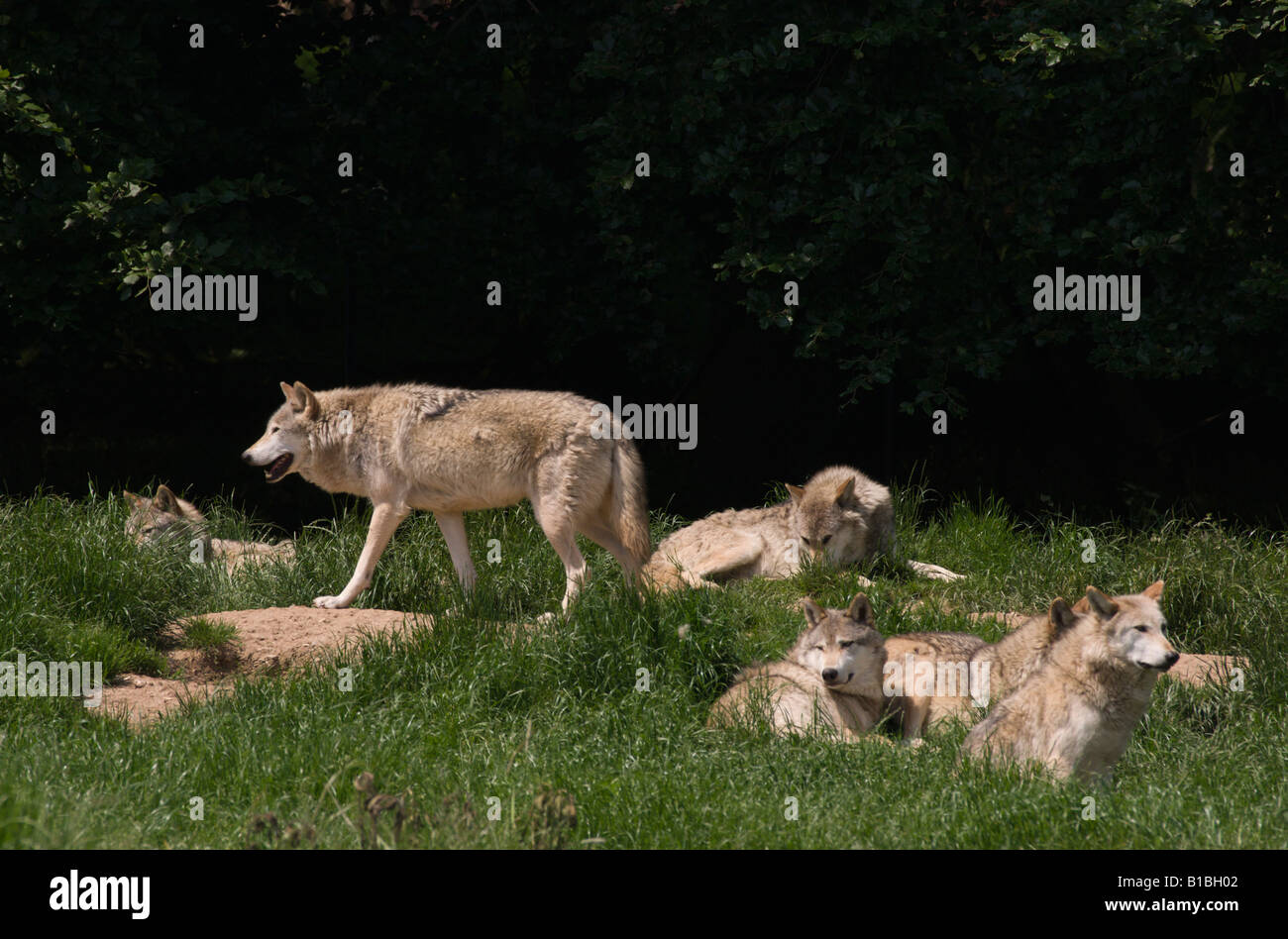 Whipsnade Zoo Bedfordshire UK European or grey wolves Canis lupus lupus ...