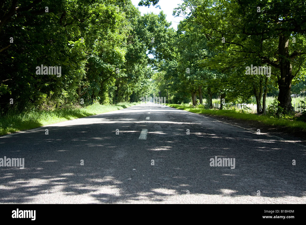tree lined avenue Stock Photo - Alamy