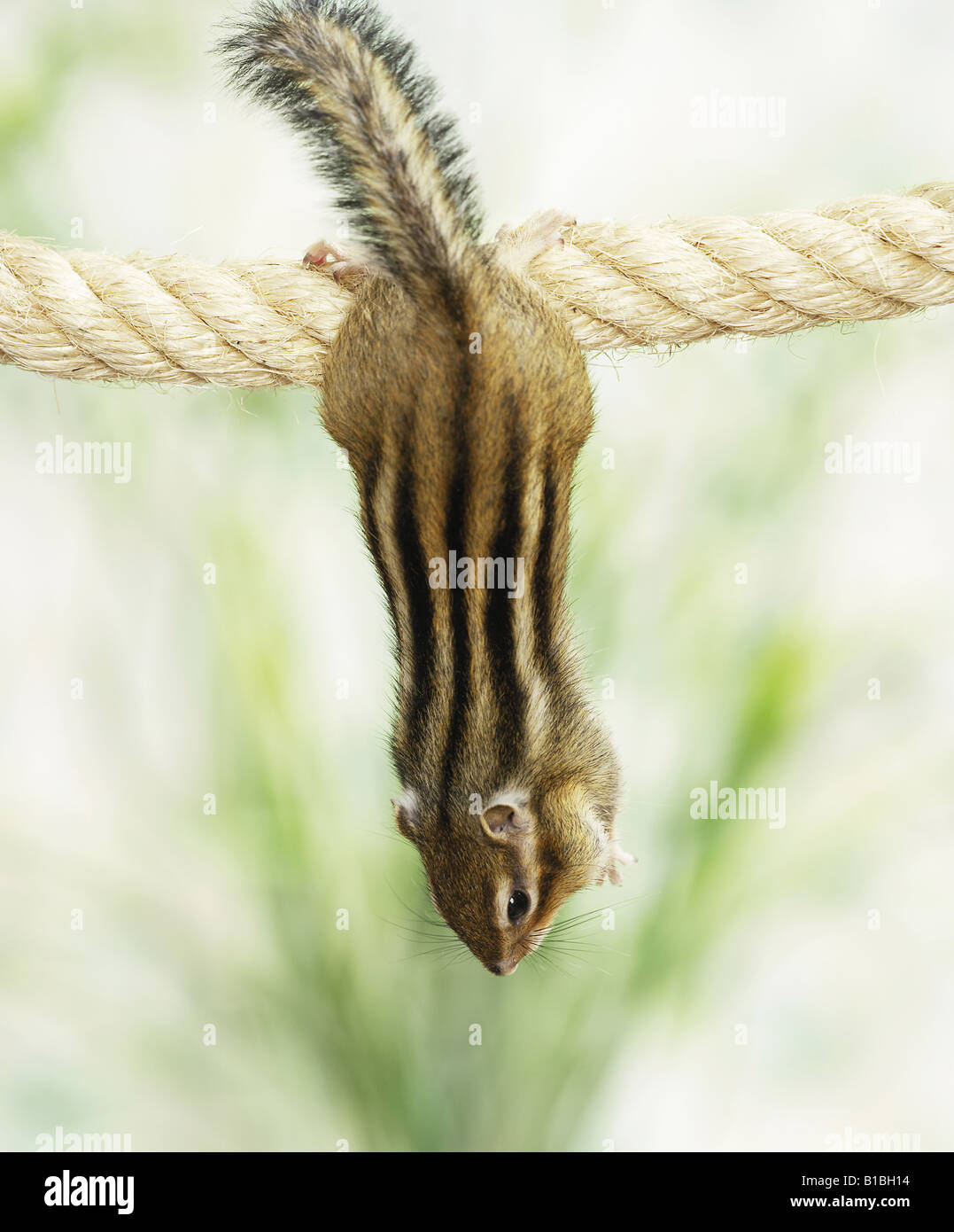 Siberian chipmunk - hanging on rope Stock Photo - Alamy