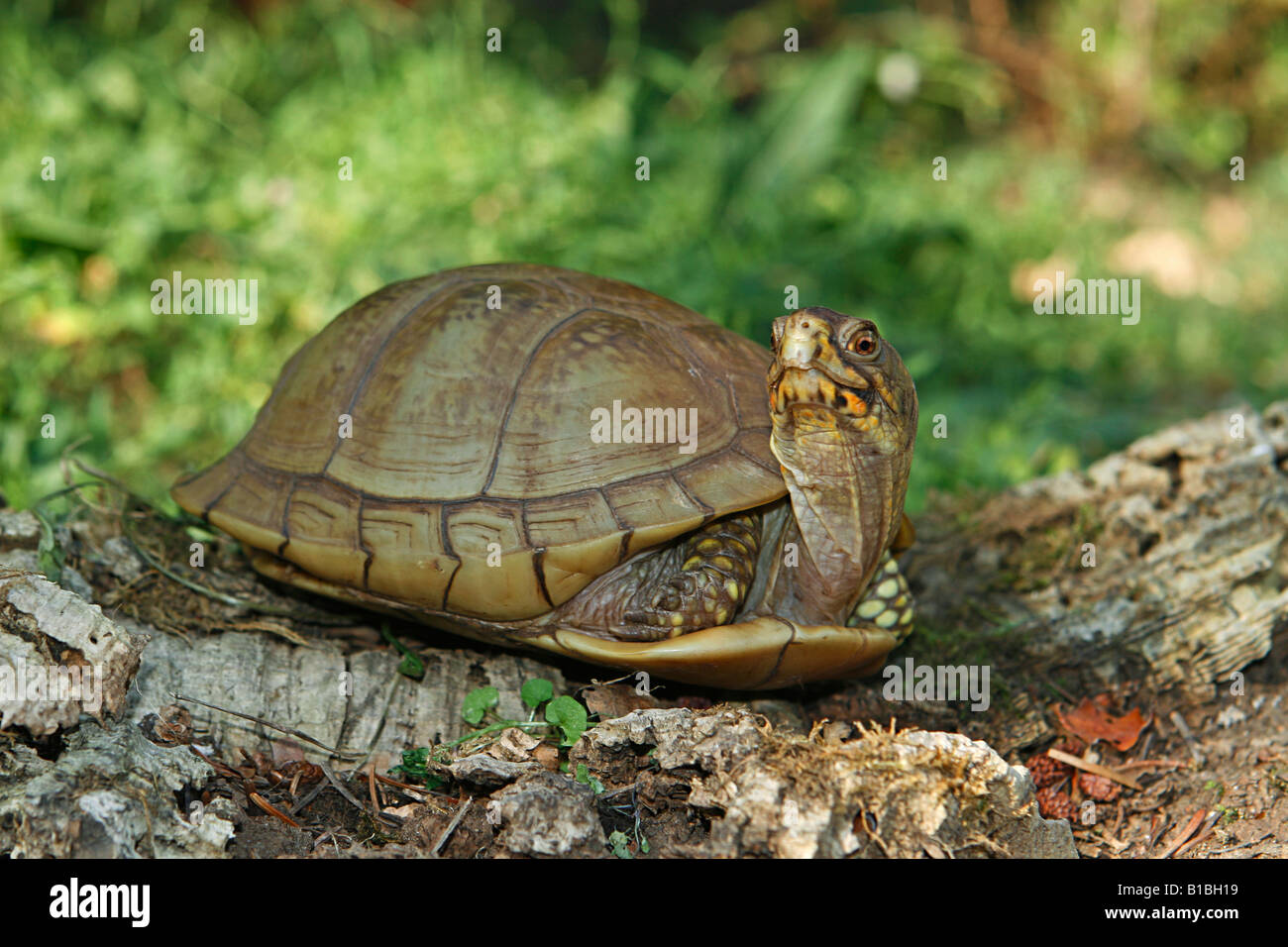 eastern box turtle / Terrapene carolina carolina Stock Photo - Alamy