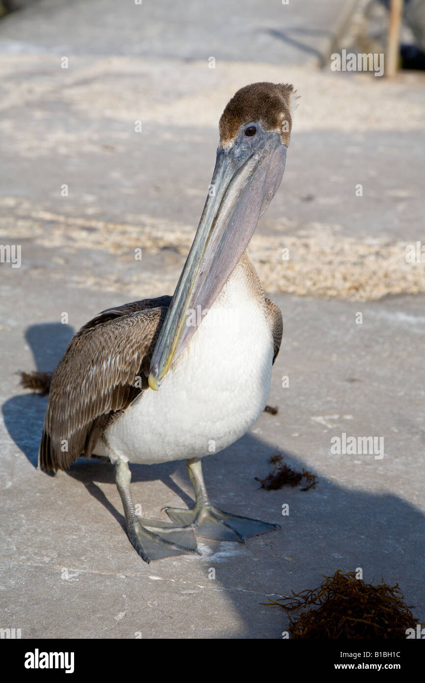 Pelican standing hi-res stock photography and images - Alamy