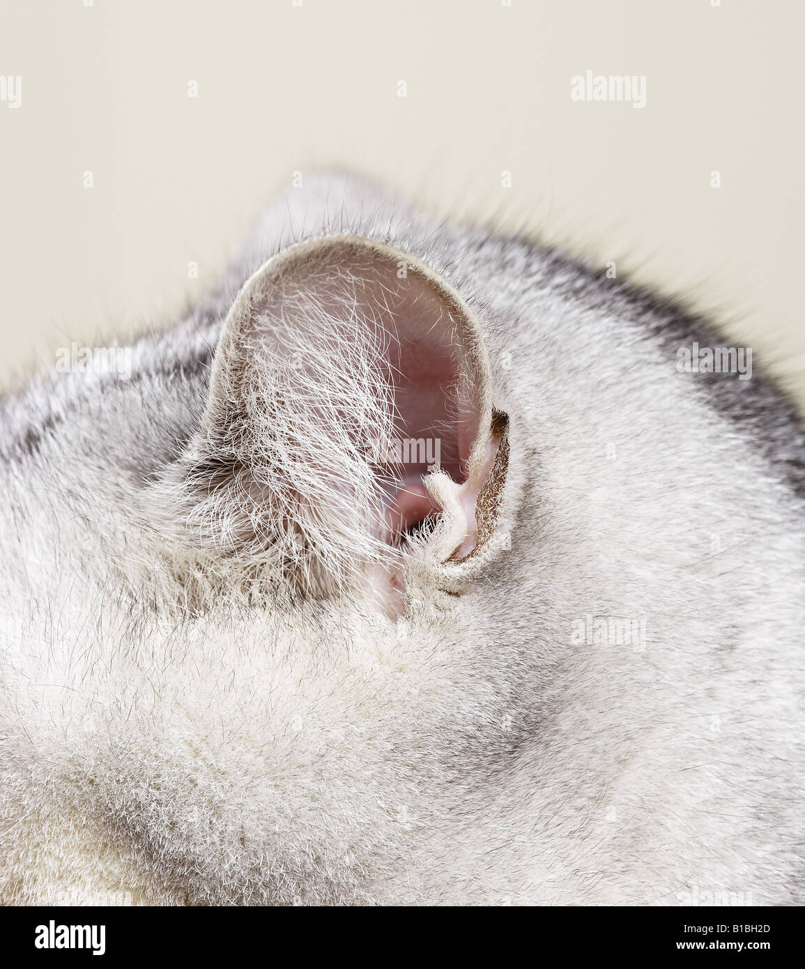 British Shorthair cat - ear Stock Photo - Alamy