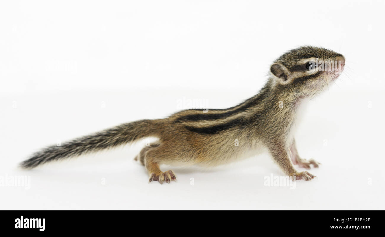 Chipmunks cut out hi-res stock photography and images - Alamy