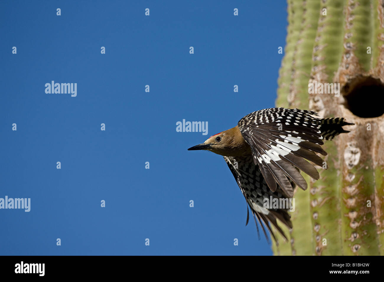 Gila woodpecker melanerpes uropygialis arizona desert sonoran desert az ...