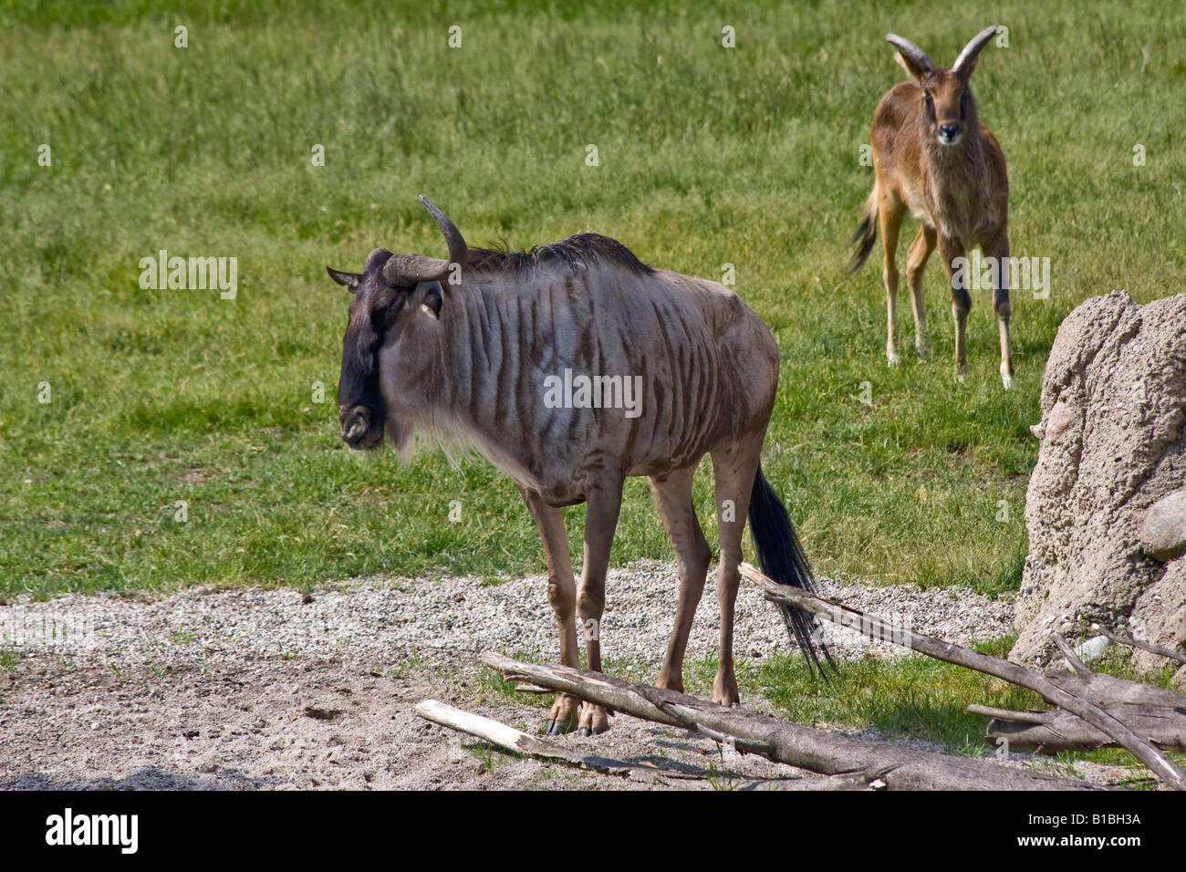 White bearded gnu and impala Stock Photo - Alamy