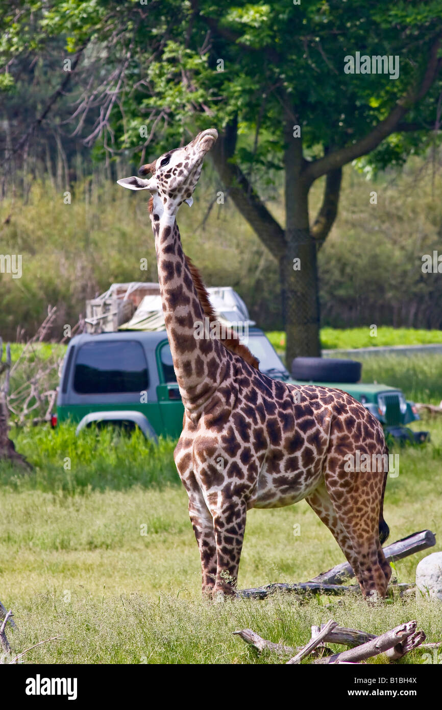 Safari jeep giraffe hi-res stock photography and images - Alamy