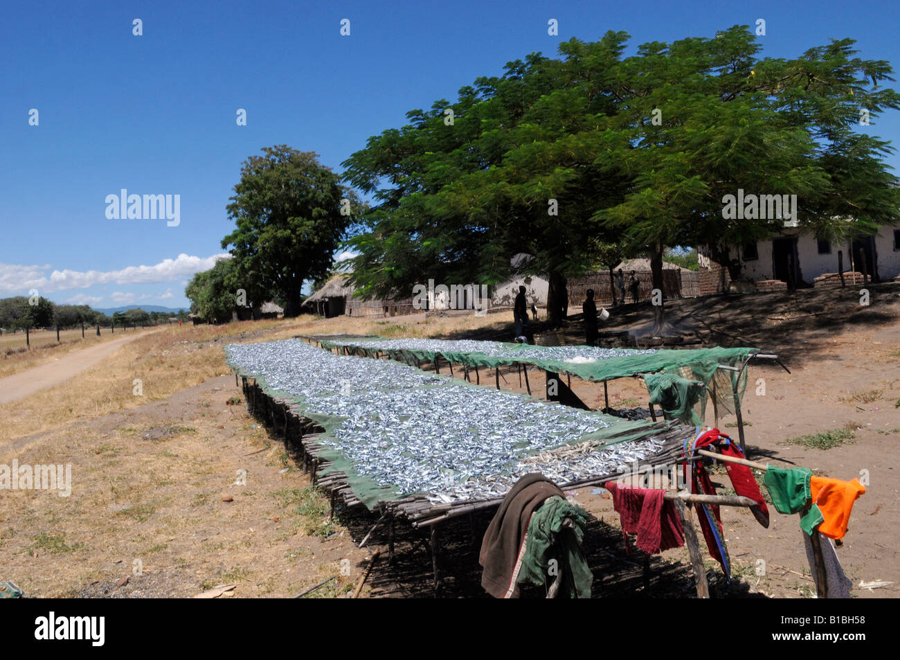 Sardine road hi-res stock photography and images - Alamy