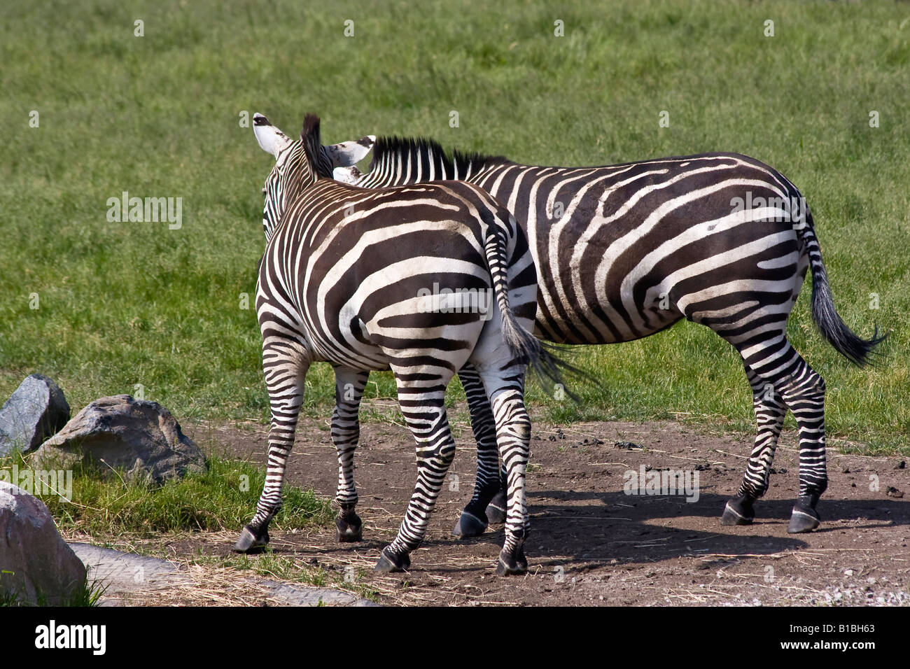 Zebras ZOO Toledo Ohio USA United States nobody from behind animals ...