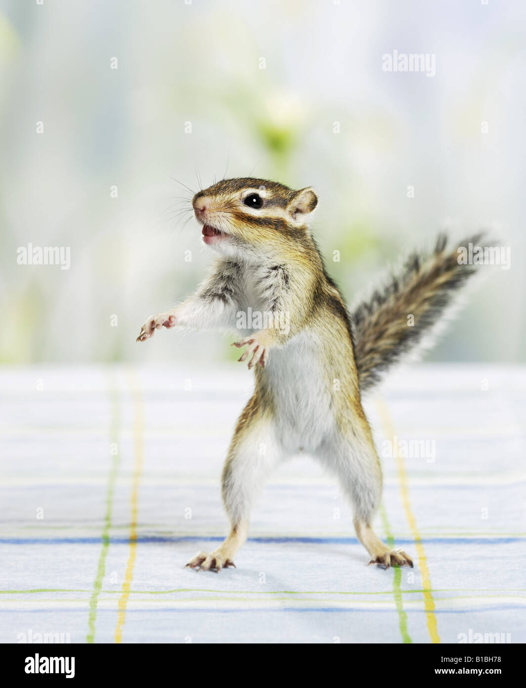 Siberian Chipmunk (Eutamias sibiricus) standing on its hind legs Stock ...