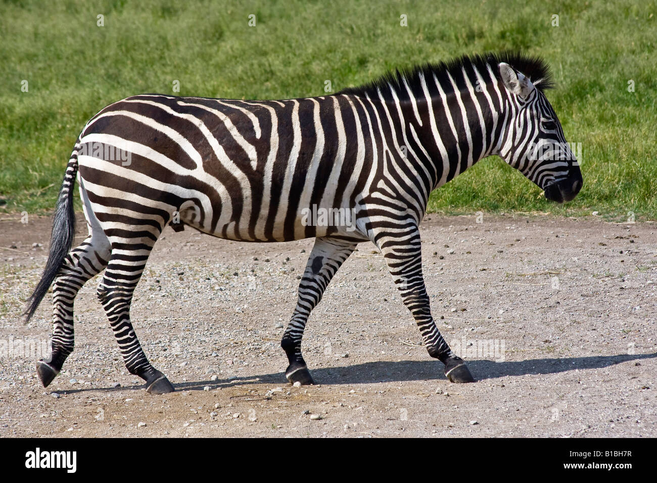 Zebra ZOO Toledo Ohio USA United States nobody close up closeup hi-res ...