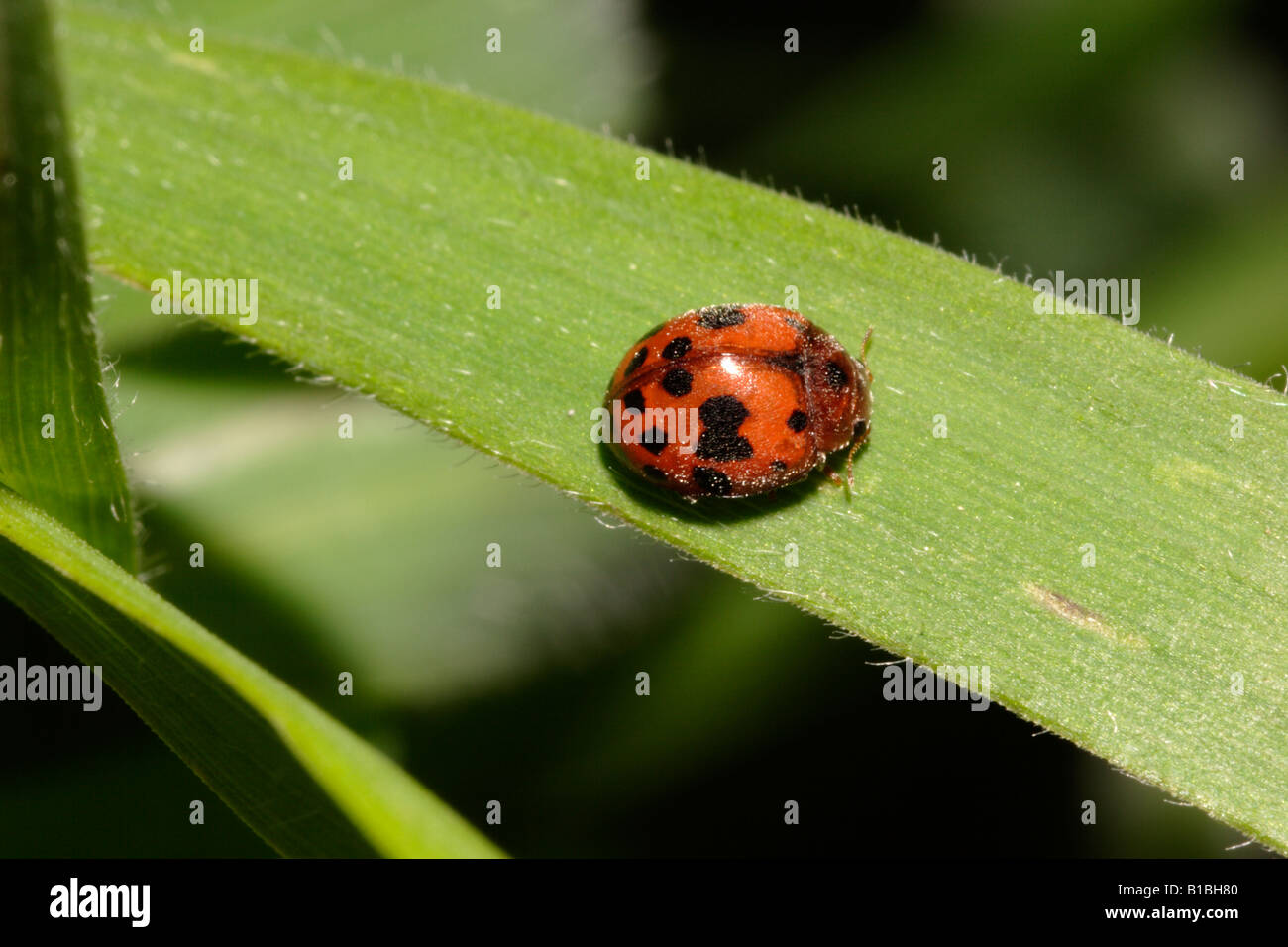24 spot ladybird hi-res stock photography and images - Alamy