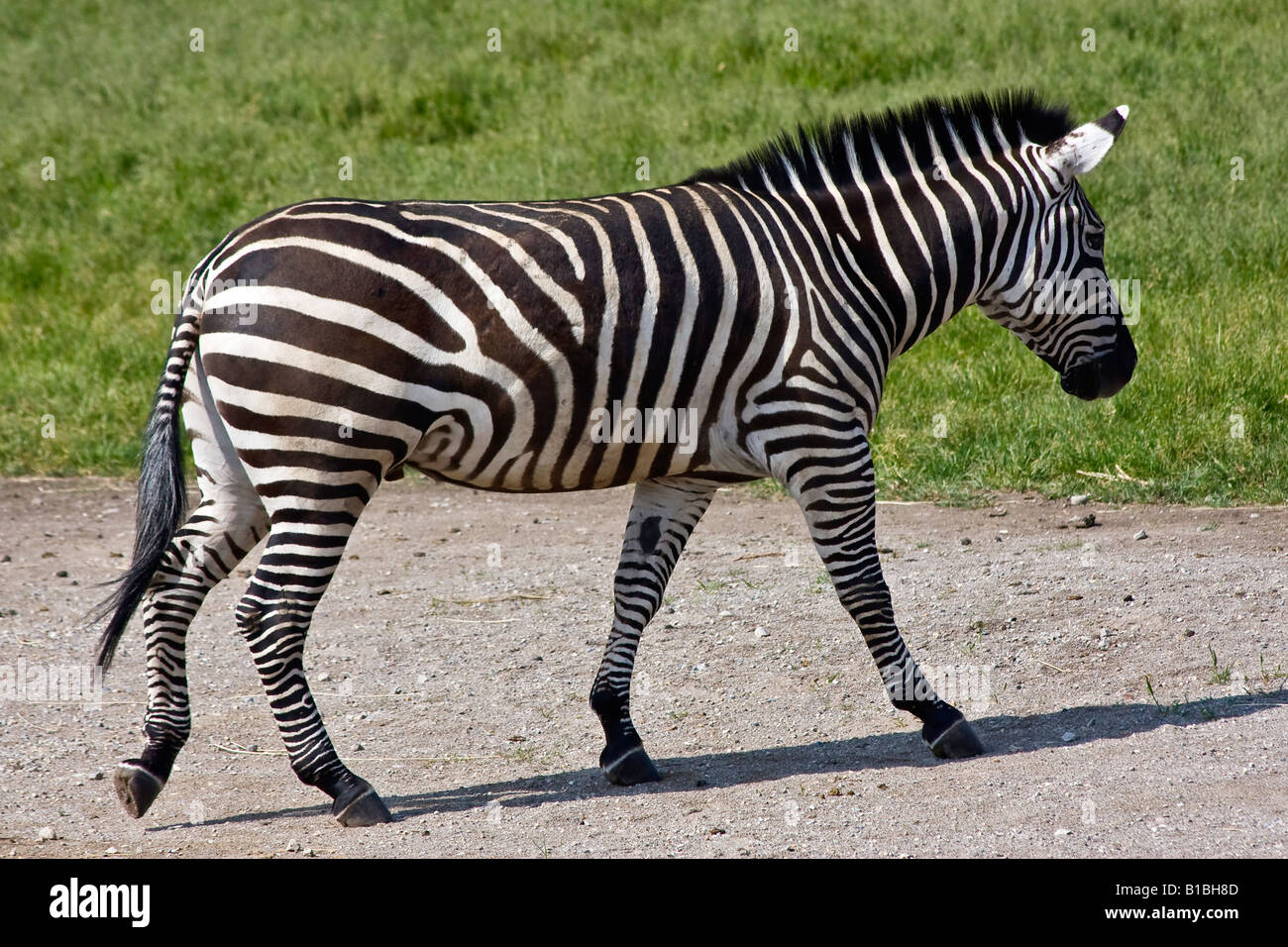 Zoo hi res hi-res stock photography and images - Alamy