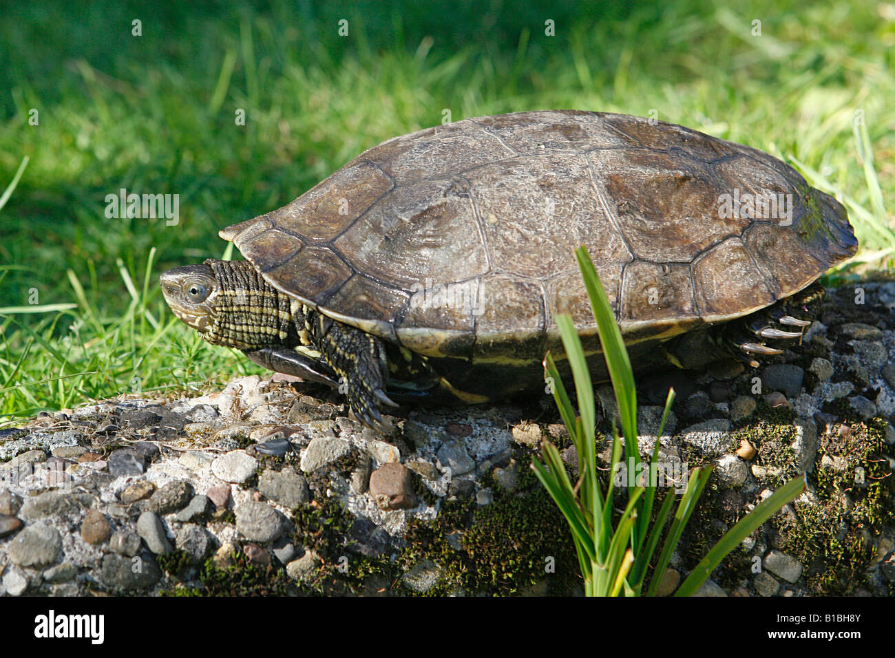 balkan pond turtle / Mauremys rivulata Stock Photo - Alamy
