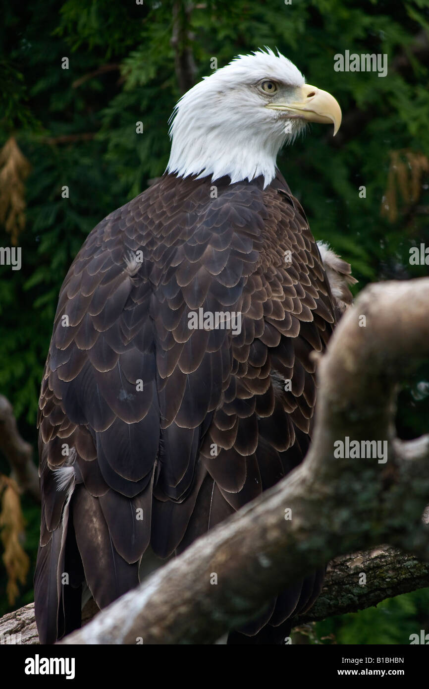 Eagles hi res hi-res stock photography and images - Alamy