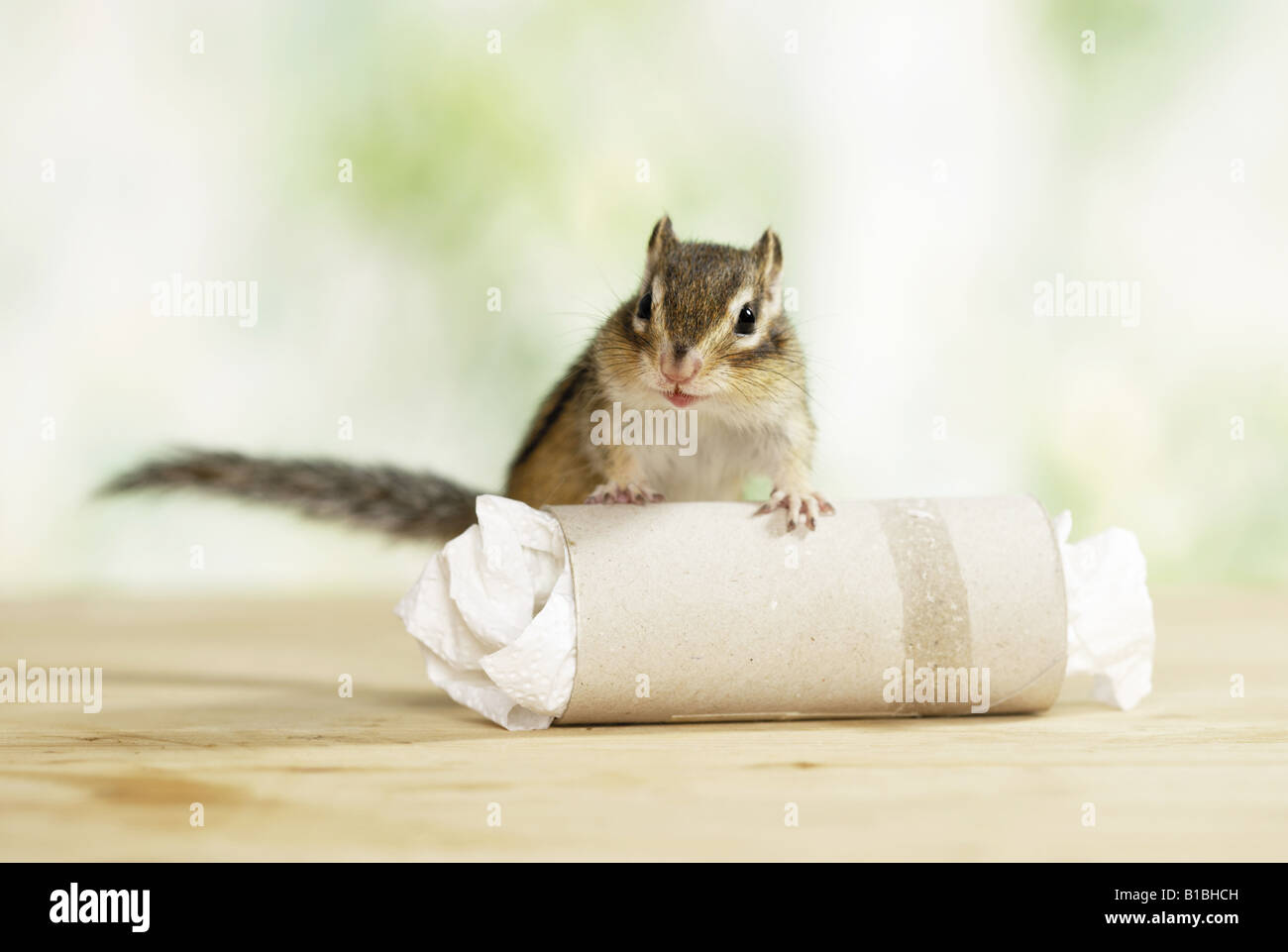 Siberian chipmunk - playing with paper roll Stock Photo - Alamy