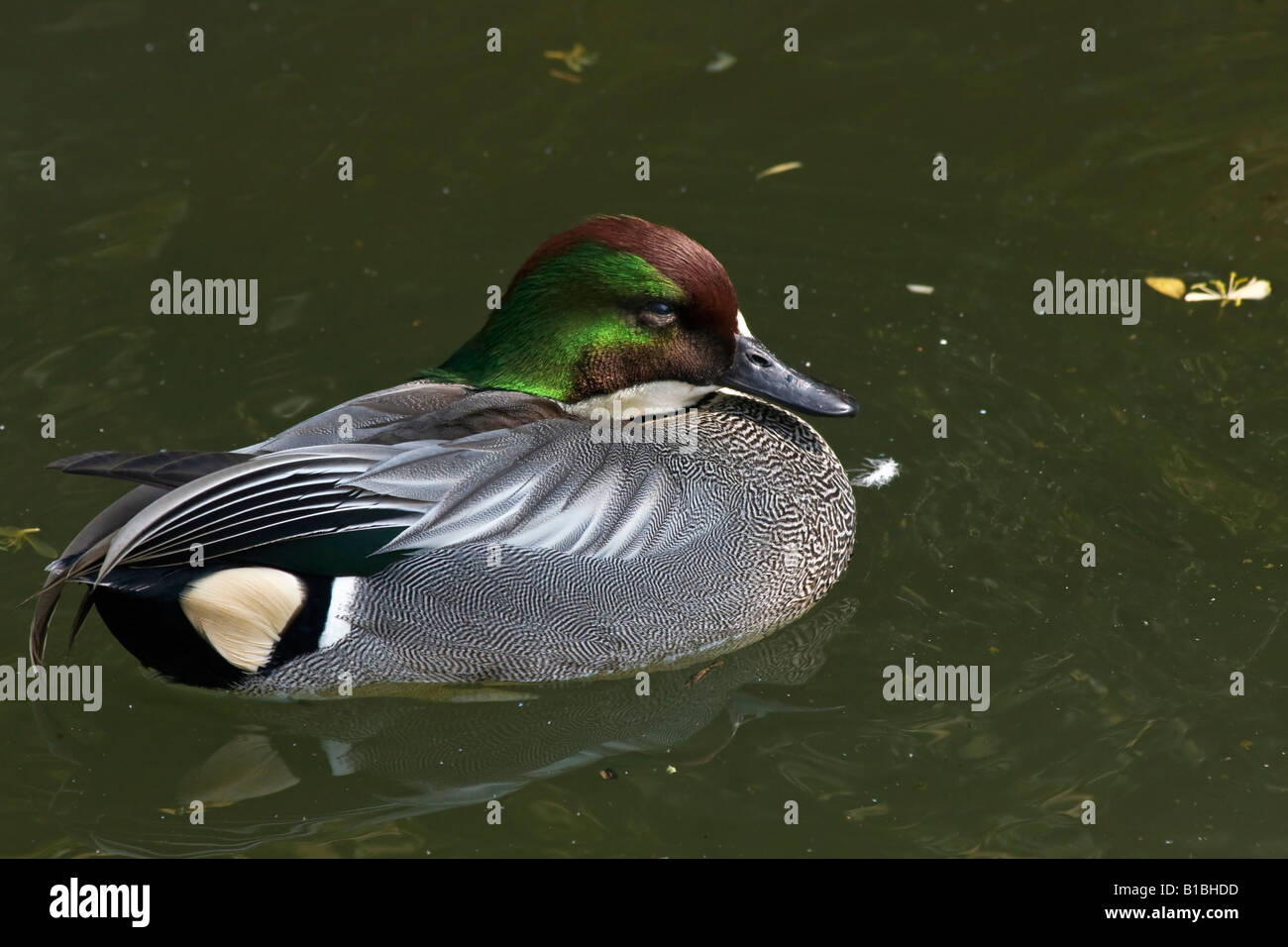 Falcated duck Anas falcata duck male swimming on pond from above nobody in ZOO Ohio in the ...