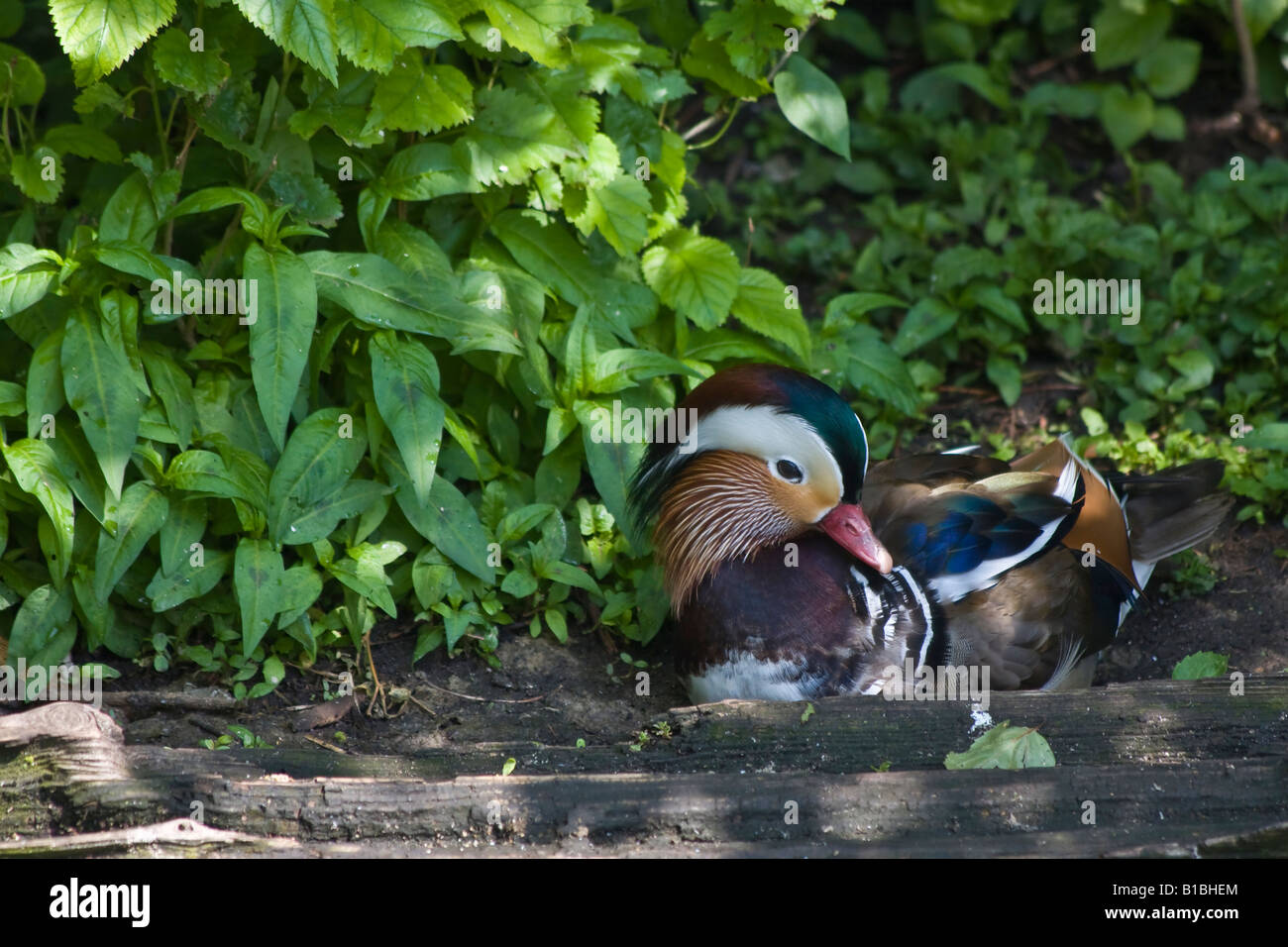 Duck from above hi-res stock photography and images - Alamy