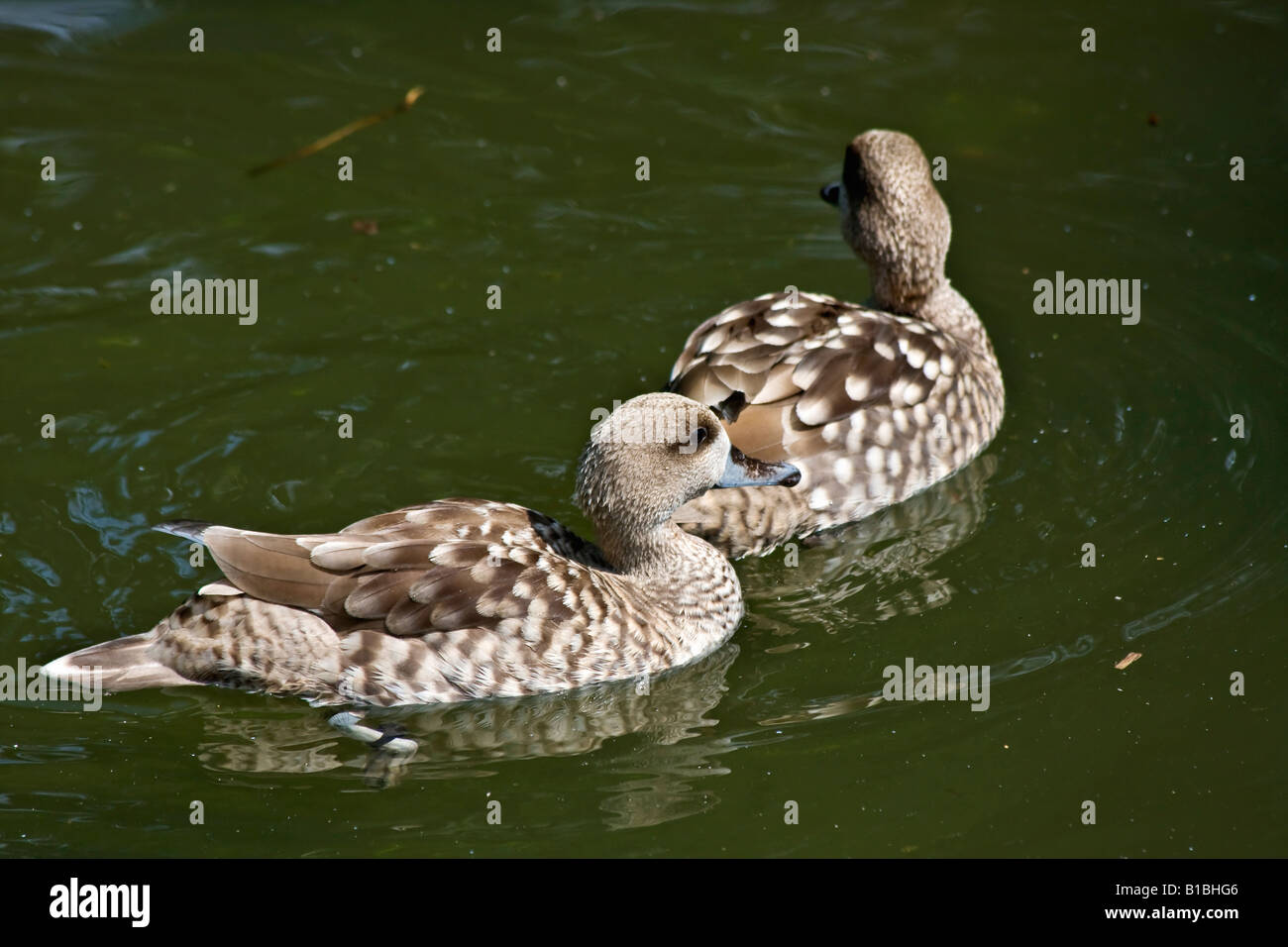 A Drake Marbled Teal Duck Marmaronetta angustirostris two ducks swimming on a water from above ...