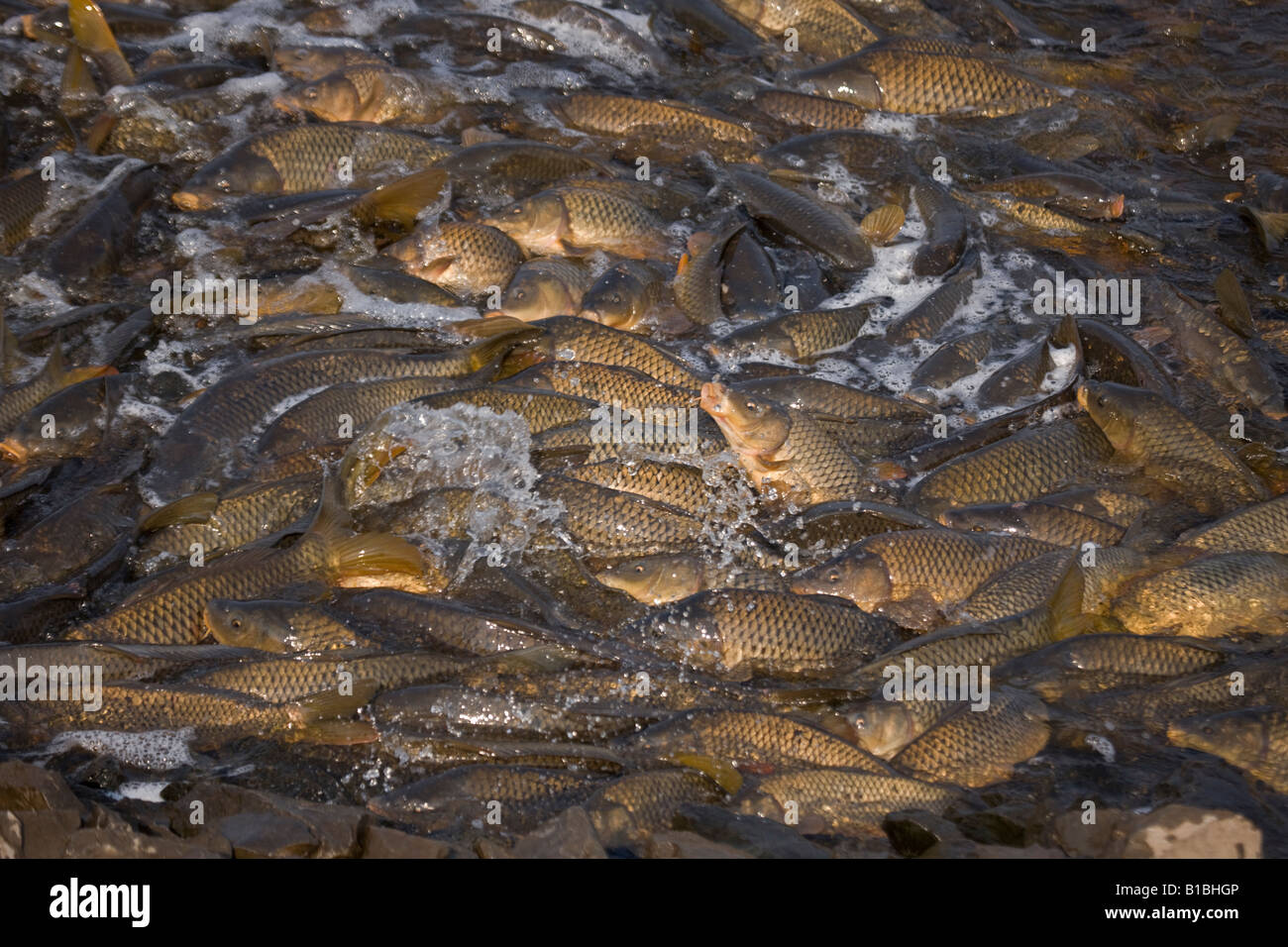 Carp (Cyrinus carpio) New York USA Swimming up channel from canal in ...
