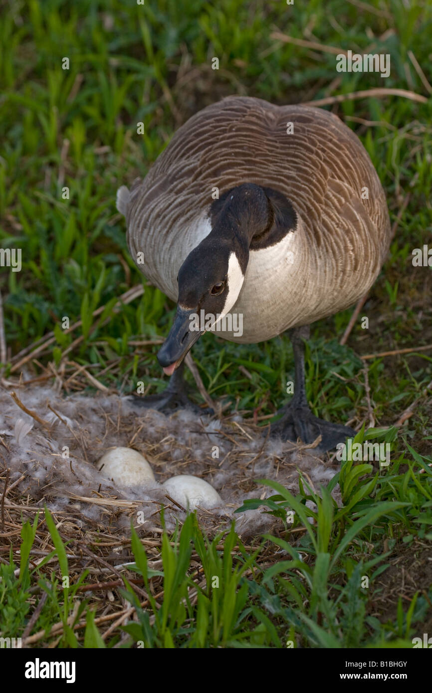 Canada goose canadensis mother protecting hi-res stock photography and ...