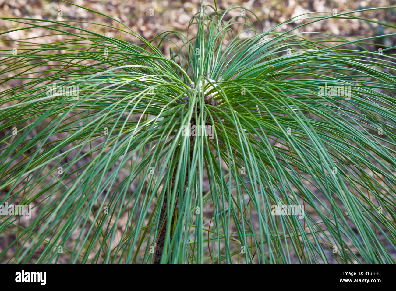 New longleaf pine sapling in Silver River State Park in Florida Stock ...